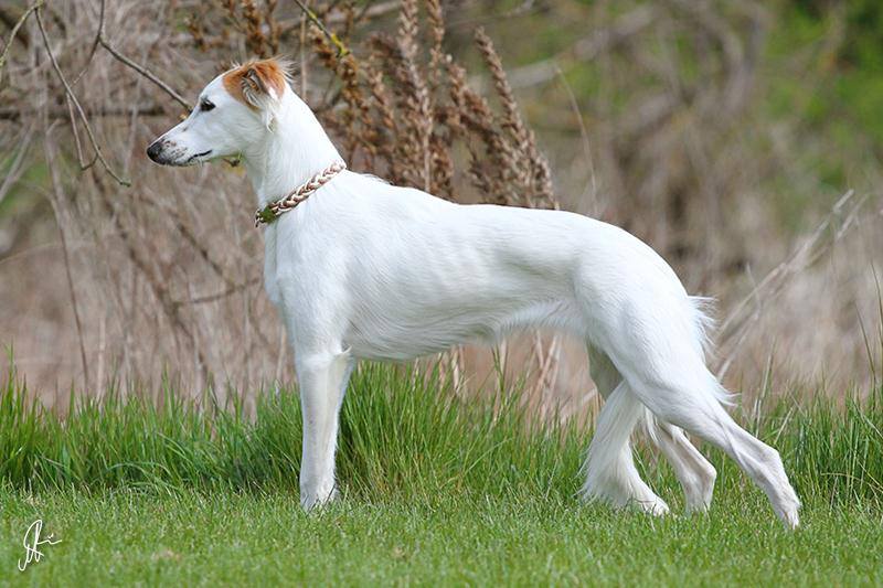 Sternenläufer Silken Windsprites - Silken Windsprite